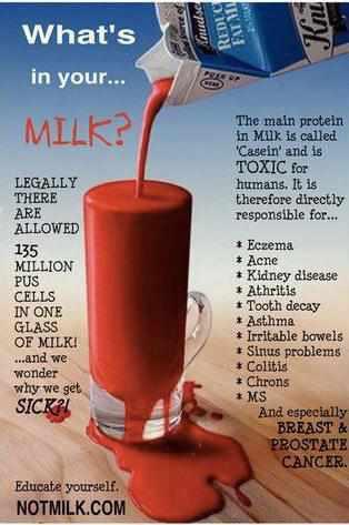 Milk Myths Debunked – Part 1: Is There Pus in Milk? | In Udder News…