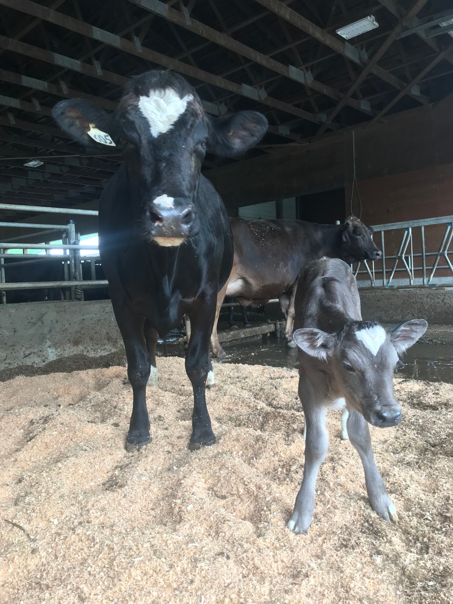 Cow-Calf Separation: Cruelty or Necessity? | In Udder News…